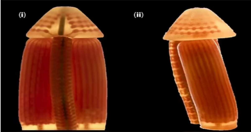 3D列印陰莖治陽痿！ 動物實驗成功恢復勃起「繁殖成功率100％」 | 生活 | CTWANT