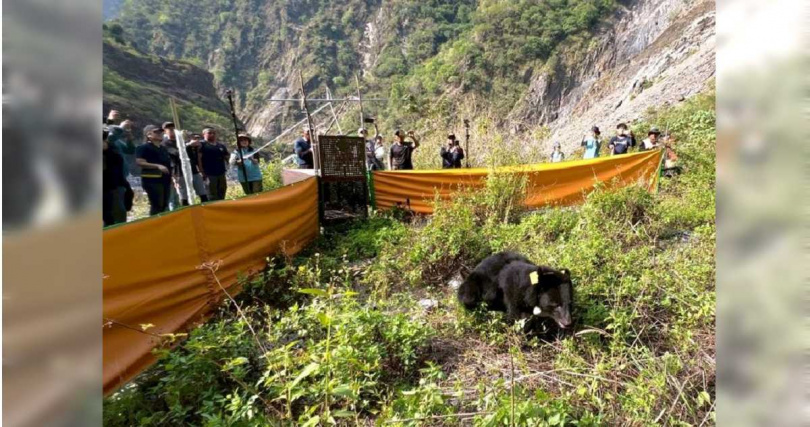 台灣黑熊遭救後重返大自然 屏東大武部落族人賜名「Tawmele」 | 生活 | CTWANT