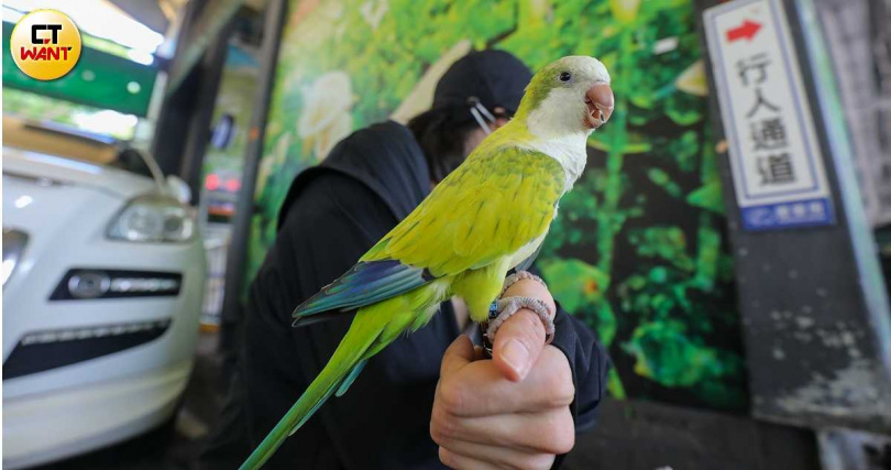尋鳥奇遇1／北市動保處光速出養寵物鸚鵡 飼主憂不法集團趁虛盜寵牟利 | 政治 | CTWANT
