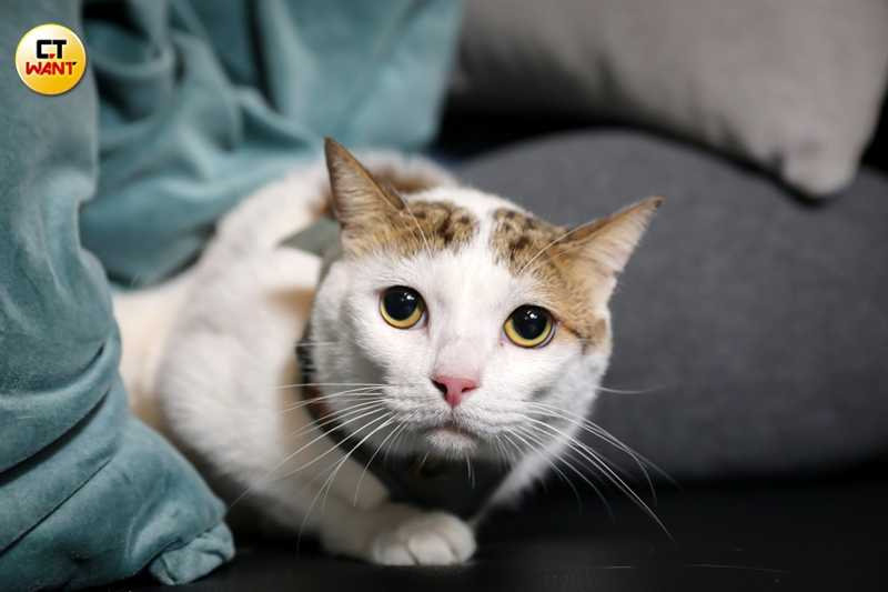 寵物情緣／黃新皓工作太忙碌 被愛貓抱怨：像一個路人 | 生活 | CTWANT