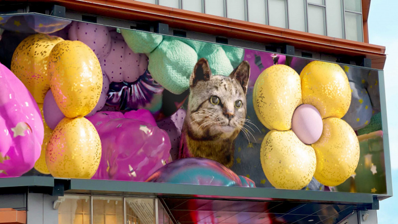 貓奴集合！3D貓咪奇幻秀出沒新竹商場 家中喵星人萌照登上LED大螢幕 | 生活 | CTWANT