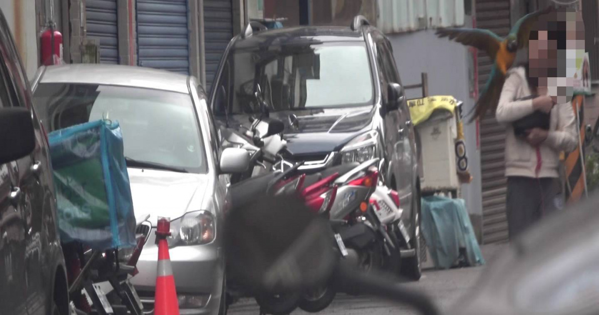 台中毒品界「女虎克船長」栽了 鸚鵡養肩上把風！賣茶掩護交易仍GG | 社會 | CTWANT