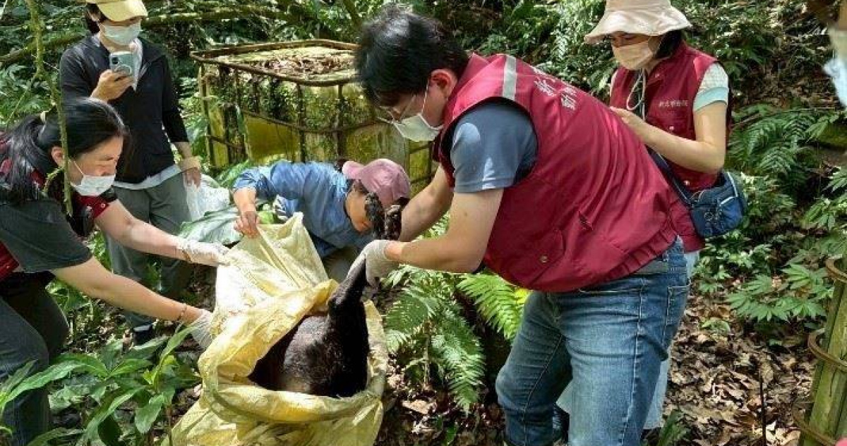 繁殖煉獄！新店山區藏5袋犬隻屍骨 公狗鐵鍊嵌脖、母狗卵巢病變慘況曝光 | 社會 | CTWANT