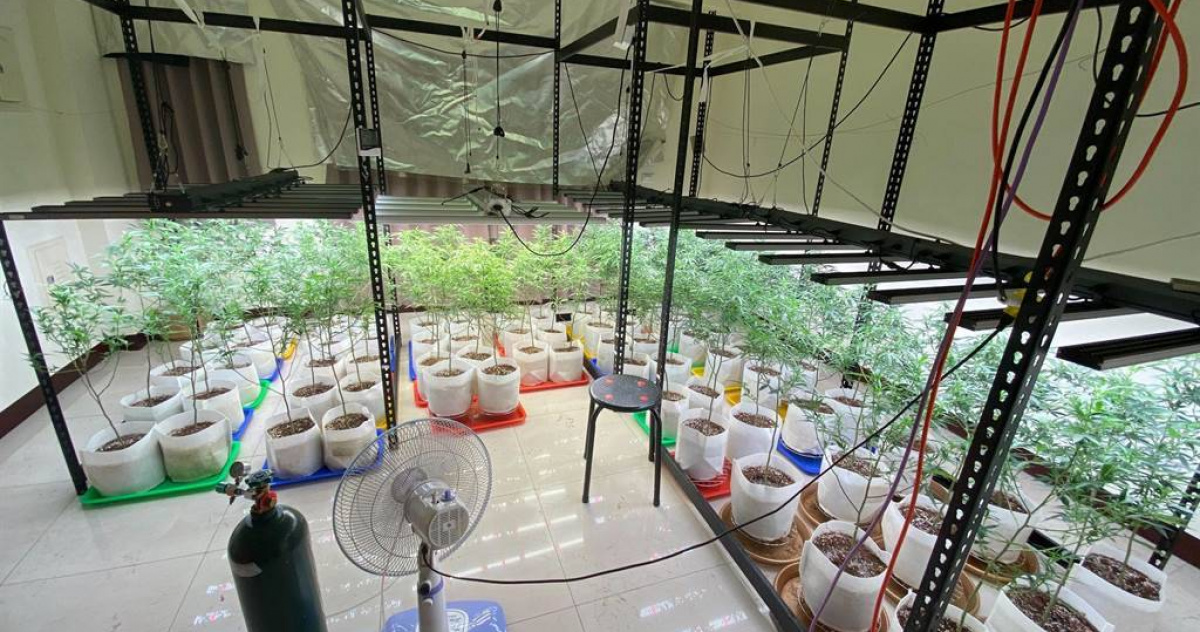 雲林透天厝成大麻園！驚見市價2000萬元大麻 男子抖出金主全被逮 | 社會 | CTWANT