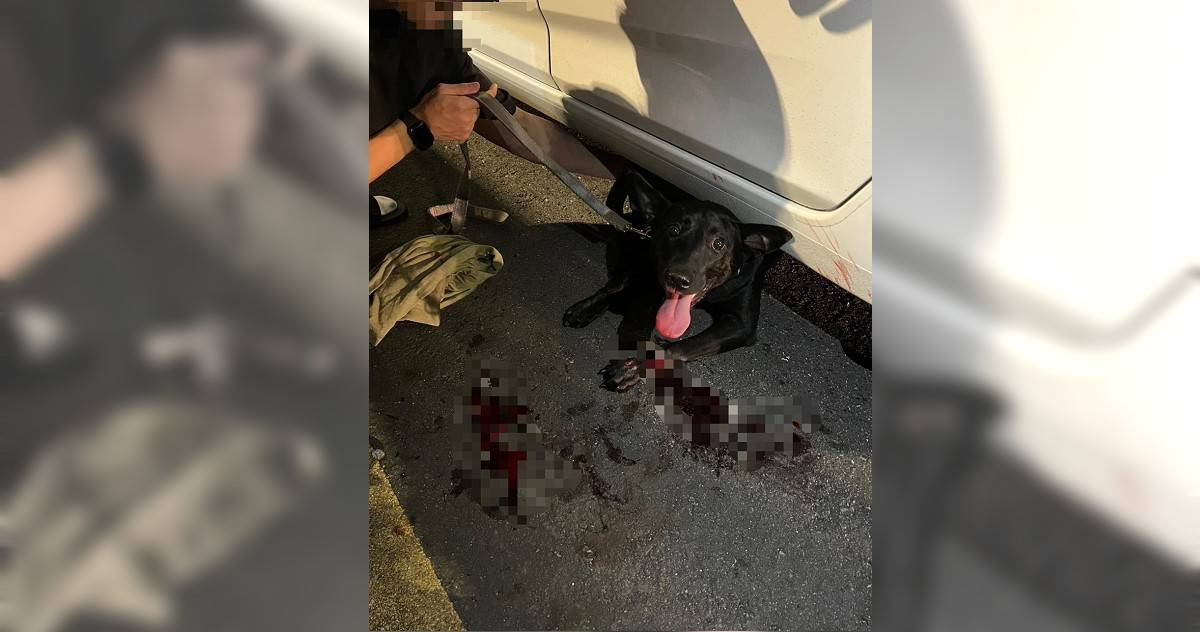 黑色土狗被撞傷「縮車底動彈不得」 警冒險徒手抱出緊急送醫 | 社會 | CTWANT