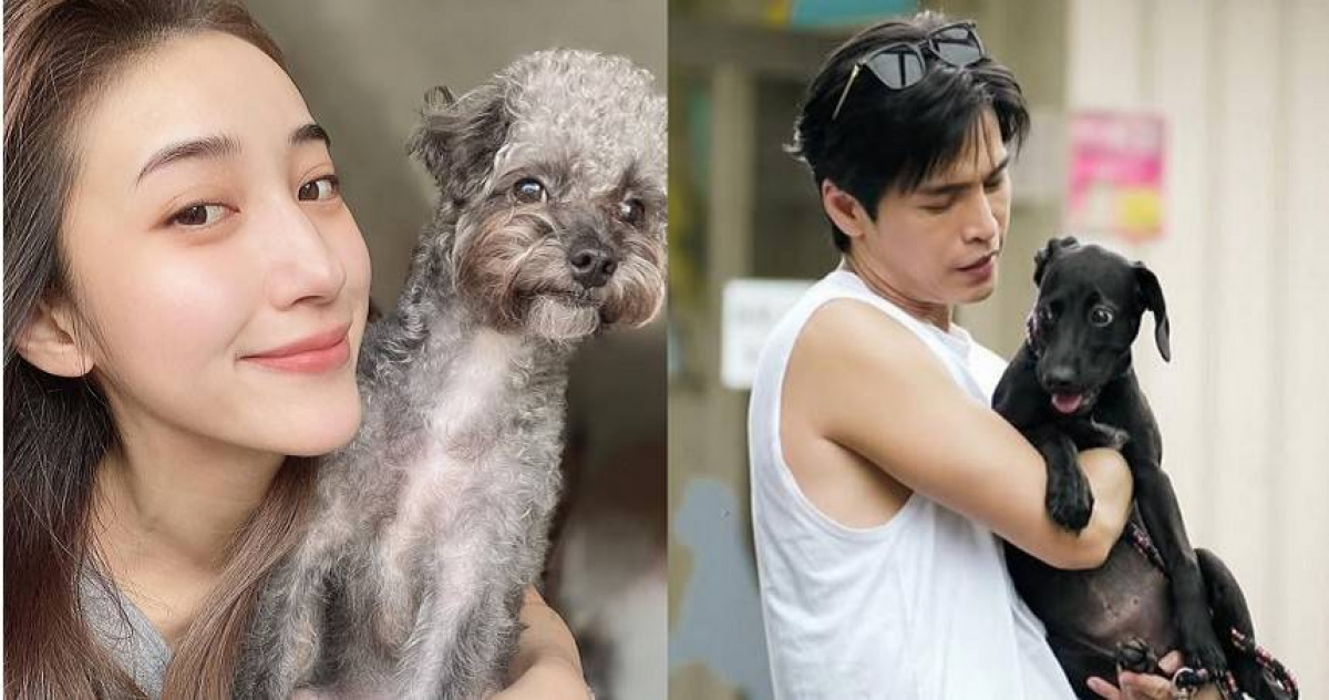 毛孩傳情1／Gino當司機兼狗狗保姆 送夏宇禾與好姐妹出遊 | 娛樂 | CTWANT