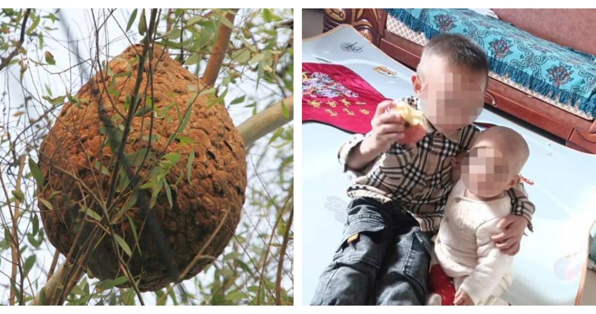 驚悚！兄妹遭蜂群奪命 「哥哥300針妹妹700針」兩歲女童哭不出聲 | 國際 | CTWANT