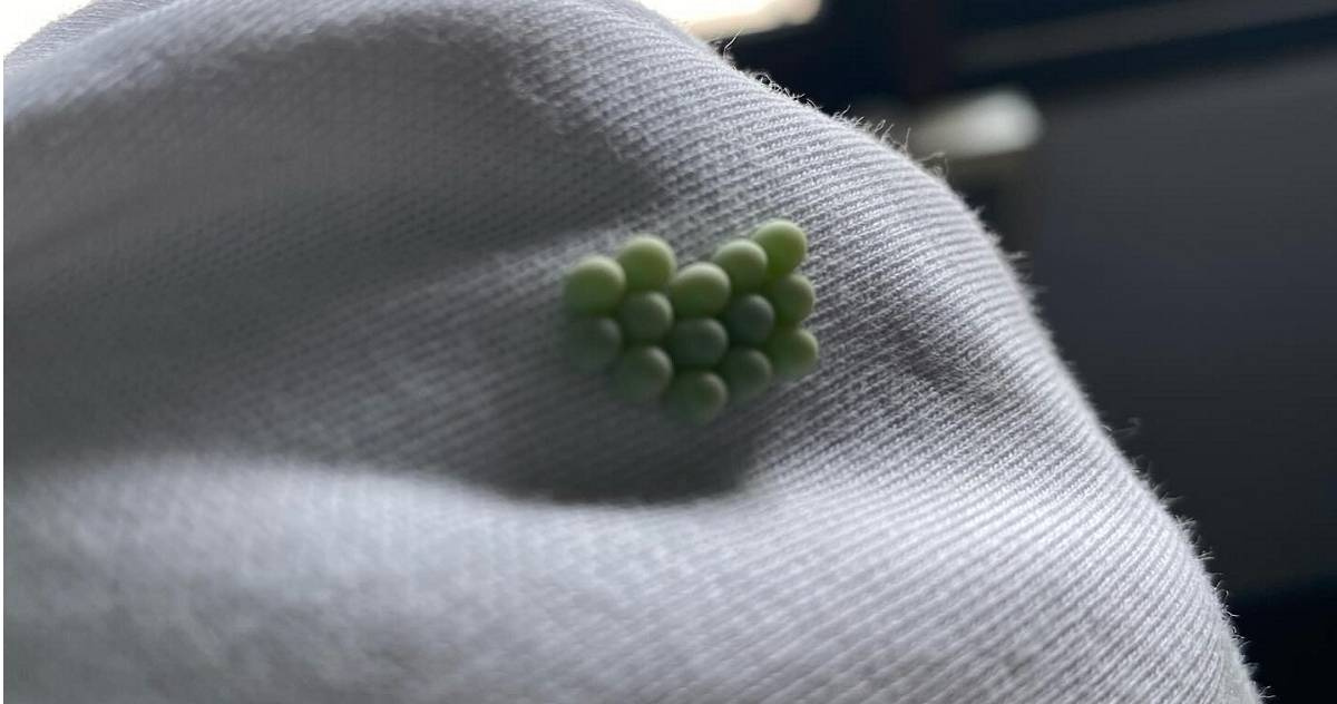 Beware: The Green Eggs on Your Clothes Could be Lychee Stink Bug Eggs ...