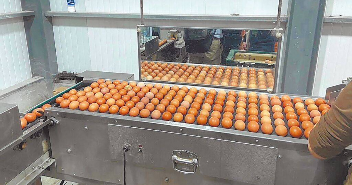 蛋價一台斤漲3元 畜牧場嘆產量減3成 | 生活 | CTWANT