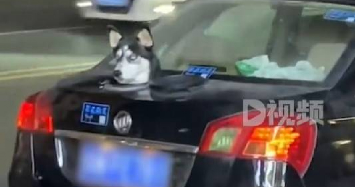 Controversial Dog Owner Explains Car Modification for Pet Comfort ...