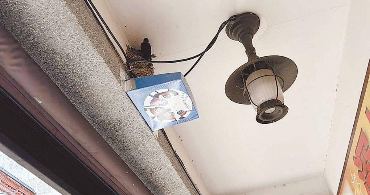 家燕繁殖季來臨 糞便問題鳥會送蒐集器解決 | 社會 | CTWANT