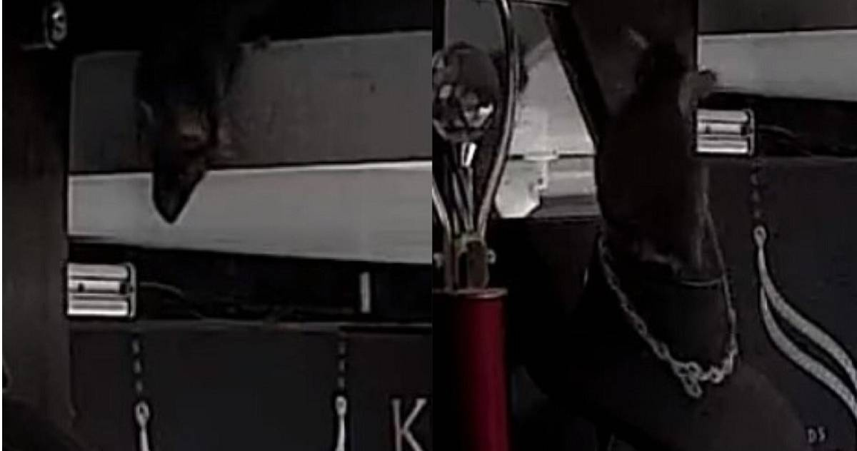 珠寶店盜竊鑽石項鍊「兇手」現身 他傻眼…網笑：很識貨 | 國際 | CTWANT