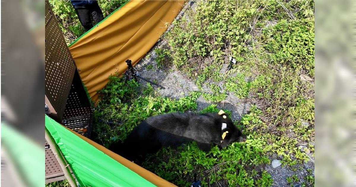 台灣黑熊遭救後重返大自然 屏東大武部落族人賜名「Tawmele」 | 生活 | CTWANT