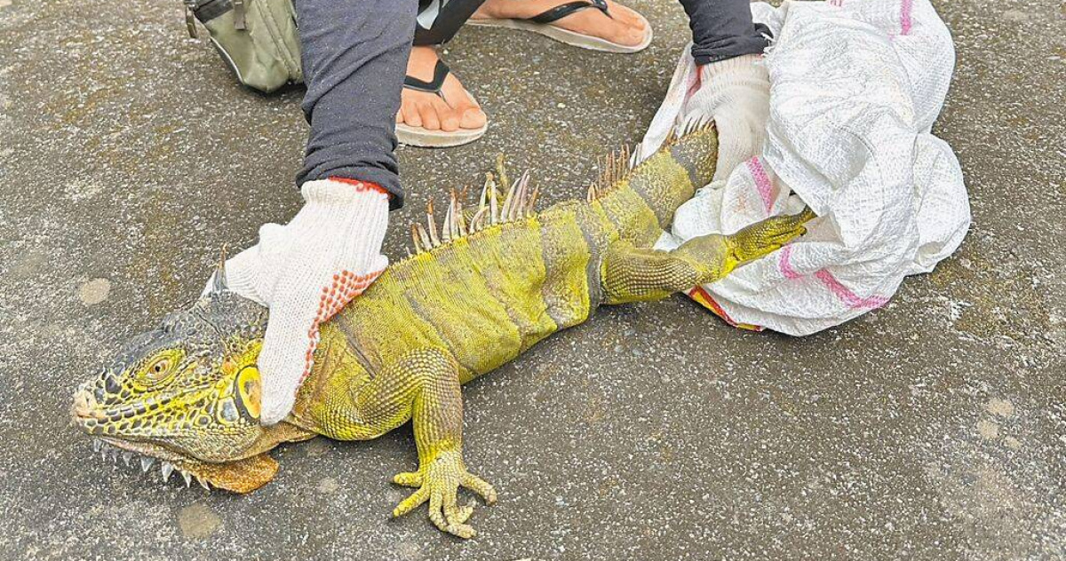 日月潭捕獲120公分綠鬣蜥 南投縣府查哪來 | 生活 | CTWANT