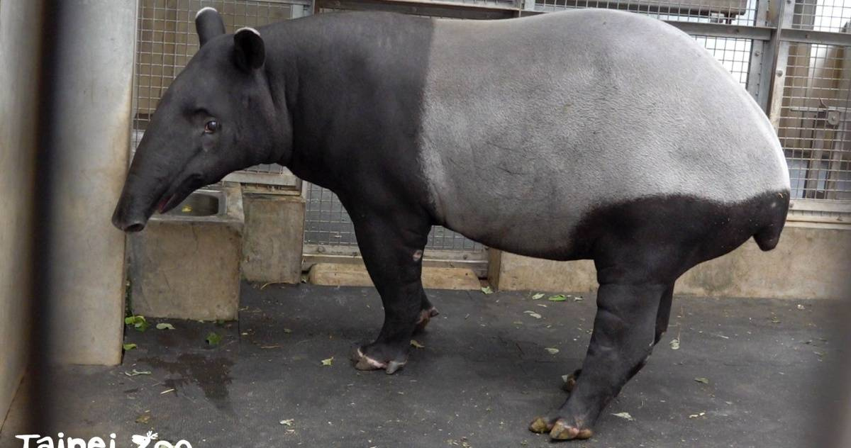 「世界貘日」好消息！馬來貘「貘莉」懷孕了 寶寶6月出生 | 生活 | CTWANT