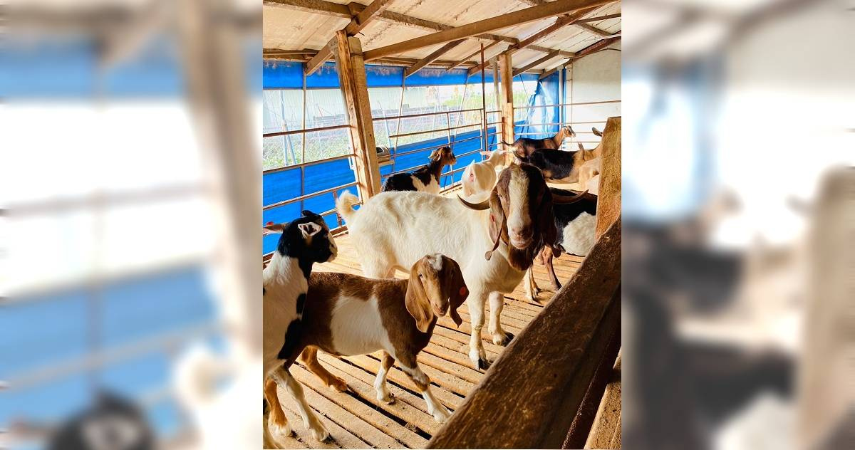 30餘年來全台首例 屏東3羊染布氏桿菌 | 生活 | CTWANT