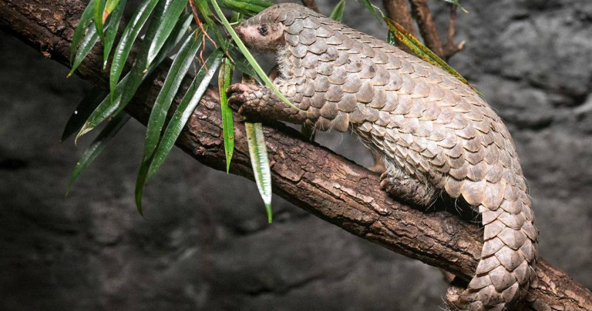 「這生物」成非法販運最大苦主 美國建議「列法保護」 | 生活 | CTWANT