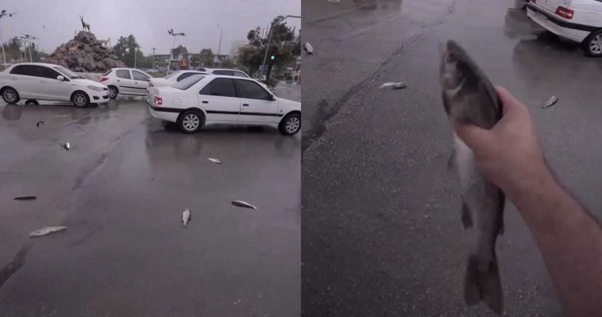 你怎麼出現在這？伊朗「天降活魚」打亂交通 超離奇原因曝光 | 國際 | CTWANT