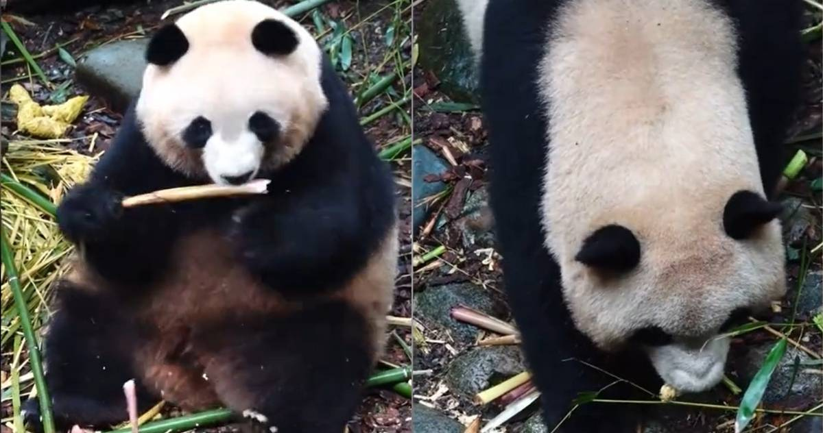 "Banned for Life: Woman Throwing Corn Cobs at Giant Panda in Chengdu ...