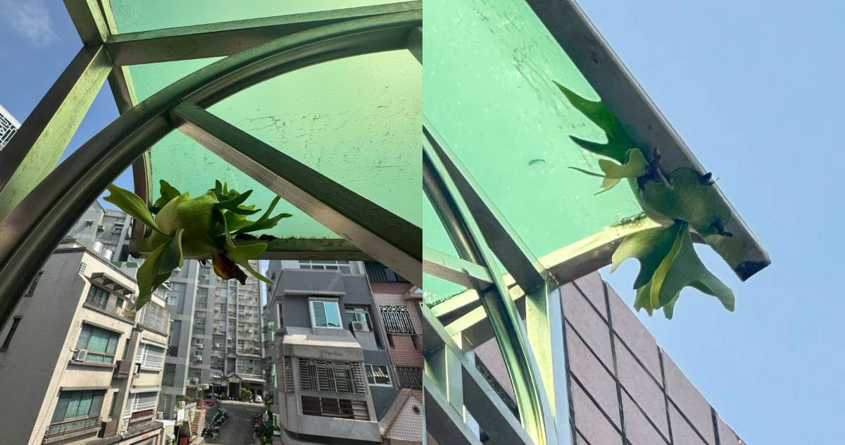 陽台採光罩驚見「鹿角」！ 網驚呼「大自然的傑作」：還多子多孫 | 生活 | CTWANT