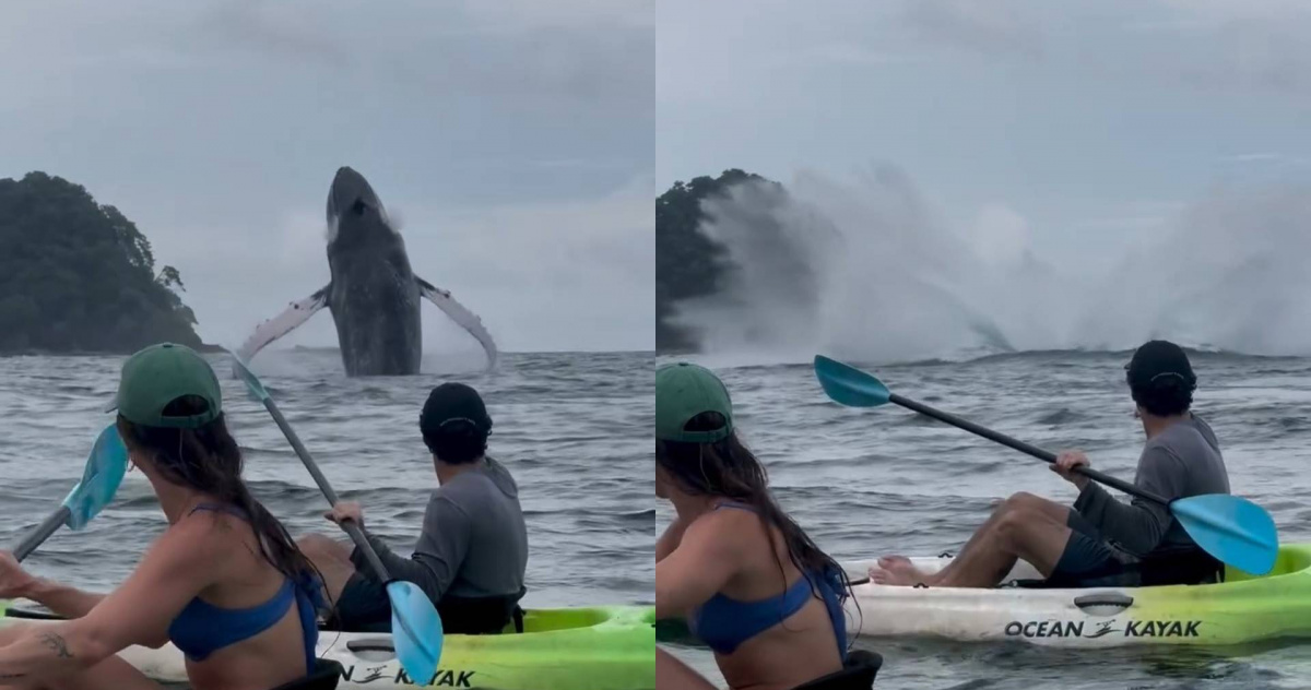 海上奇景！鯨魚母子連番躍海 衝出水面掀巨浪直撲獨木舟 | 生活 | CTWANT