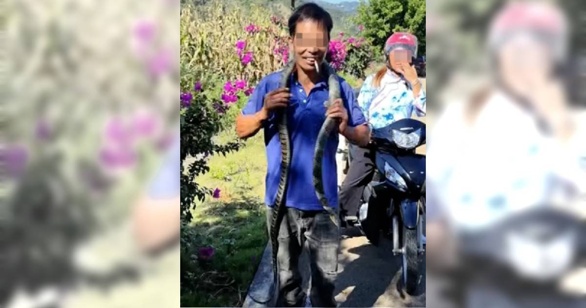 毒蛇鑽褲管！眼鏡王蛇遭誤認「無毒」 男子與蛇共舞短短1小時喪命 | 國際 | CTWANT