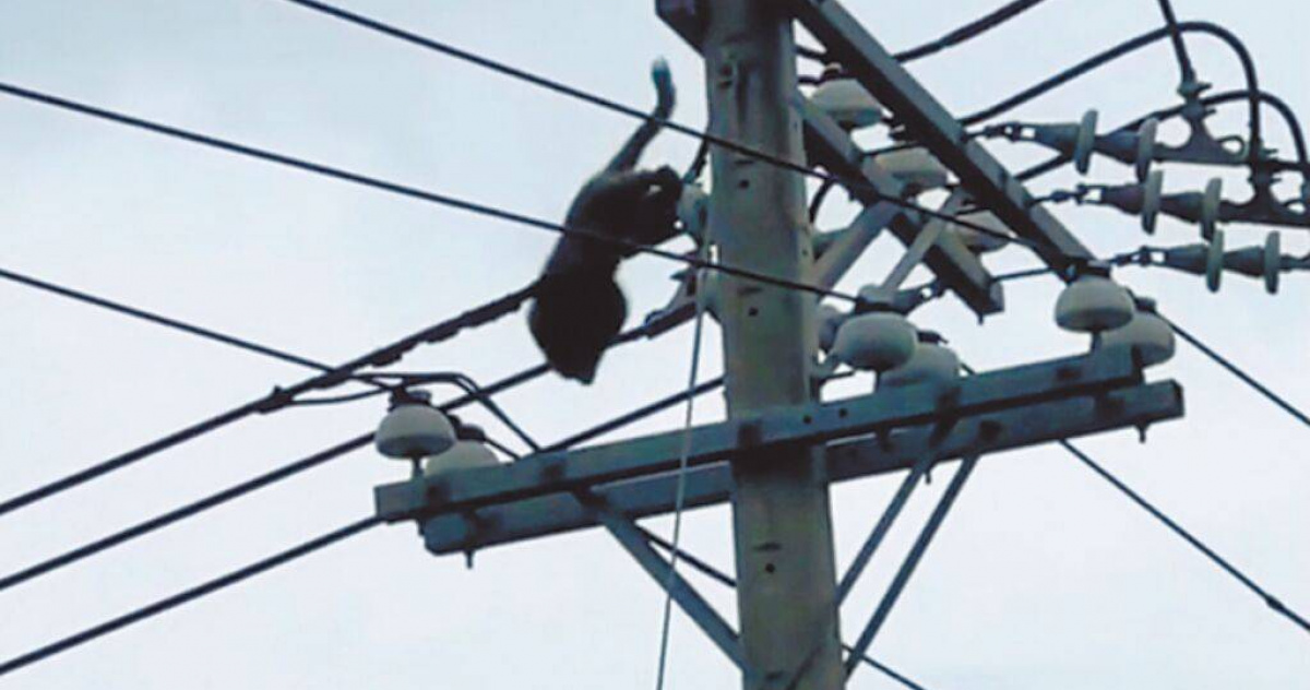 民眾驚嚇！花蓮猴子爬電線差點被電死 | 社會 | CTWANT