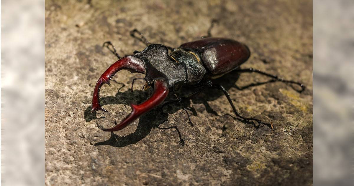 「甲蟲果凍」無故少6顆…女冒冷汗急尋 父悠哉回：我吃的 | 生活 | CTWANT