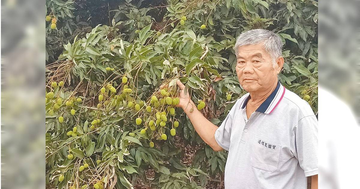 氣候炎熱不下雨 玉荷包今年產量僅剩一半 | 生活 | CTWANT
