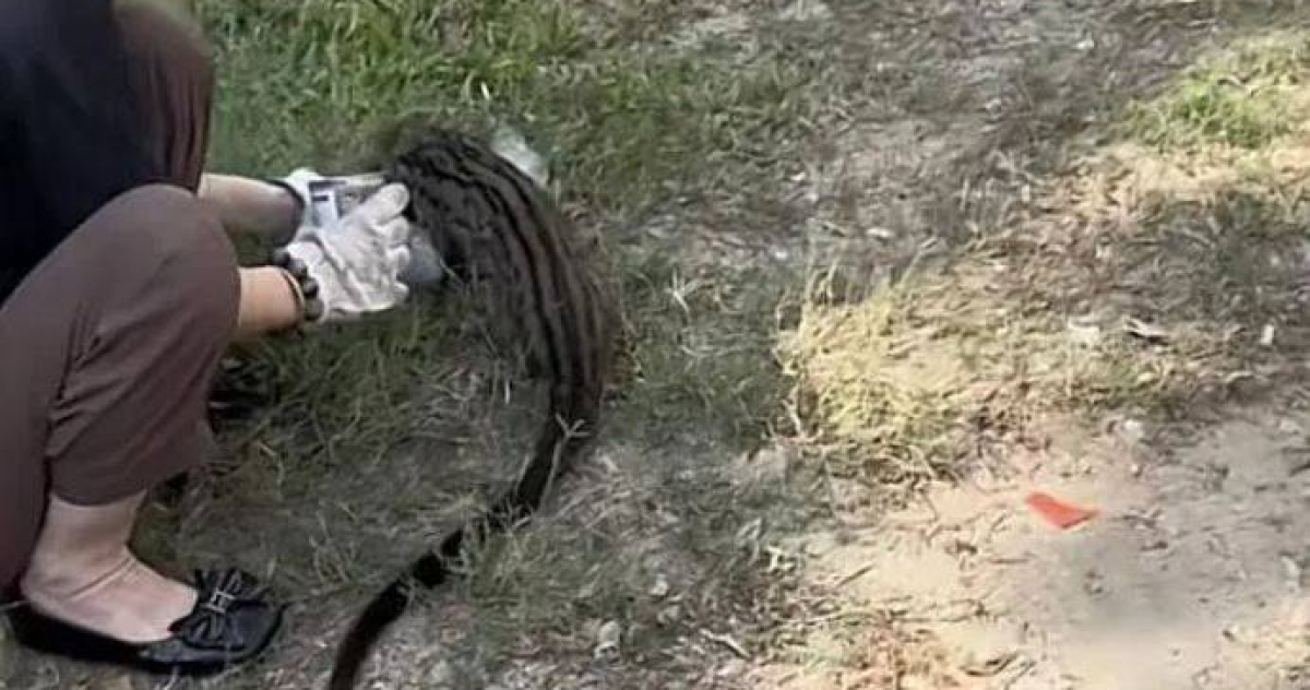 「長尾小靈貓」路邊發抖…專家揭驚人身分：二級保育 疑誤食毒藥亡 | 生活 | CTWANT