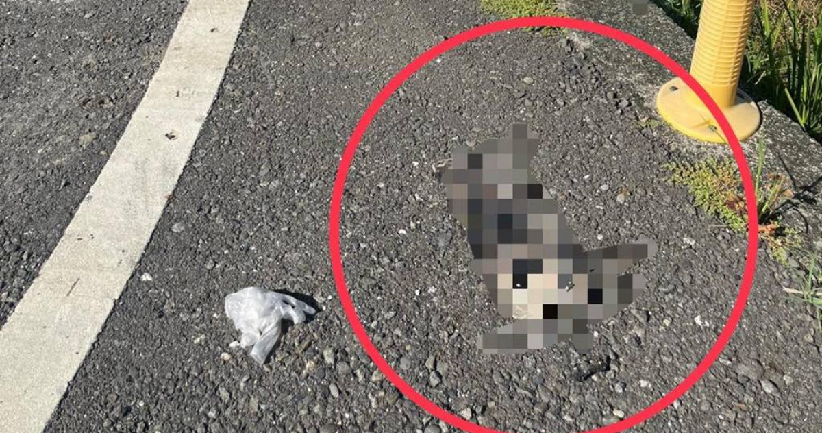 高雄羅男遭埋伏16槍斃命 凶嫌橋頭燒車滅證「仍留車牌破口」 | 社會 | CTWANT