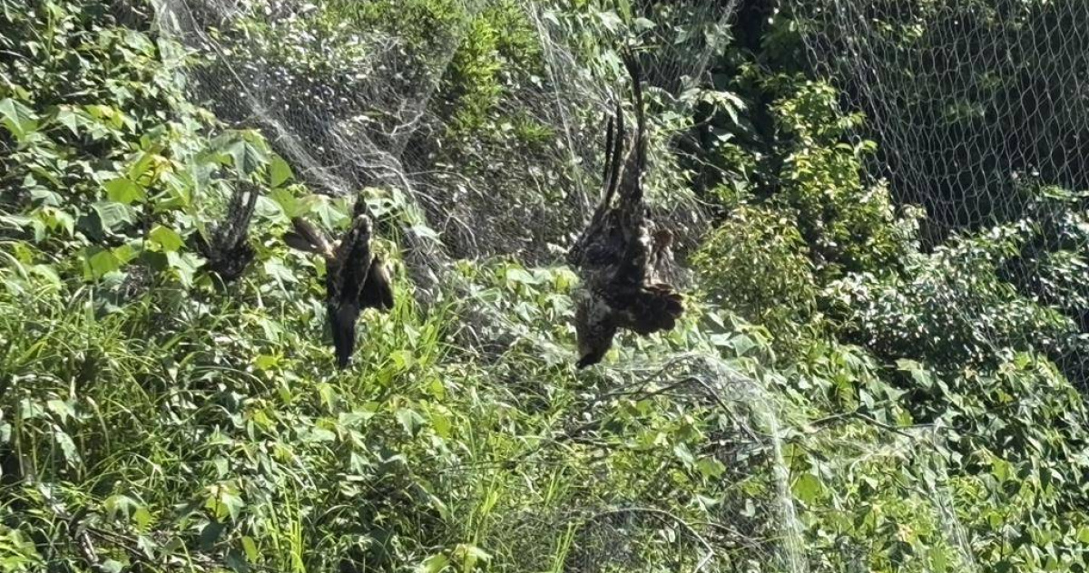 4黑鳶遭非法鳥網纏死！ 基隆動保所：架網人最重5年徒刑 | 生活 | CTWANT