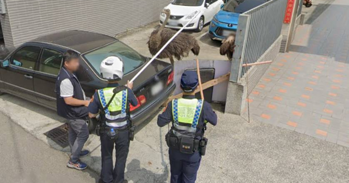 Google街景全拍下！ 台中警「圍捕亂跑鴕鳥」畫面笑翻全網 | 生活 | CTWANT