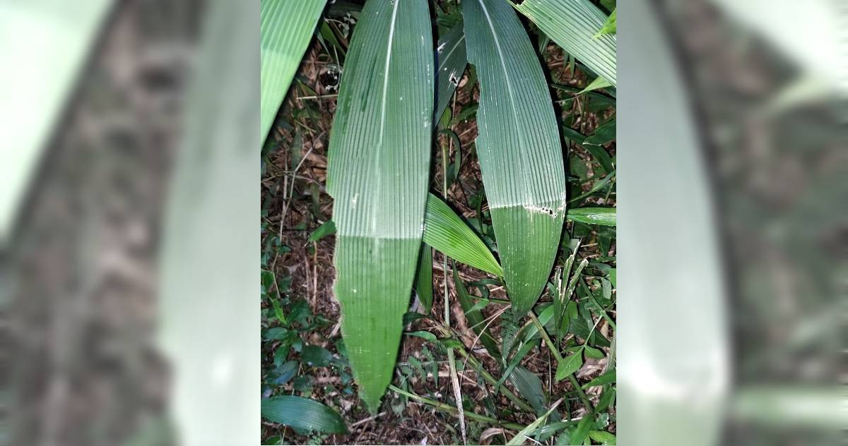 今年颱風草只有1摺「襲台颱風僅1個」？ 留言長知識了 | 生活 | CTWANT