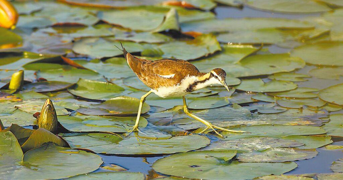 台南水雉破3千隻創新高 「1原因」成關鍵 | 生活 | CTWANT