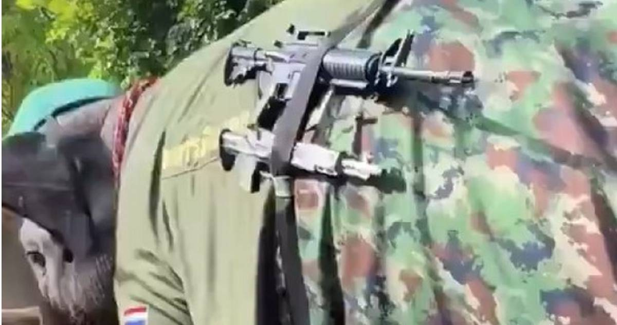 真要上戰場？大象戴軍帽揹2把步槍 泰媒解釋了 | 生活 | CTWANT