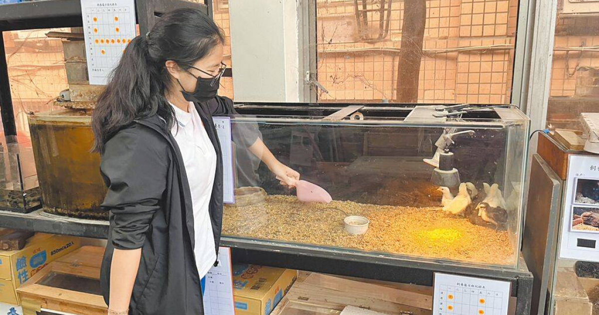 飼主猝逝！10小雞流浪至溼地 三重高中接手收容 | 社會 | CTWANT