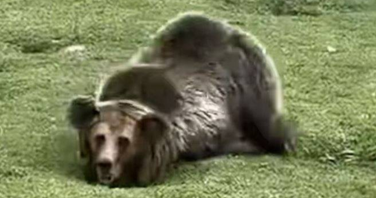 藏馬熊喝醉了？「癱成一團走不動」影片瘋傳 當地林草局回應了 | 生活 | CTWANT