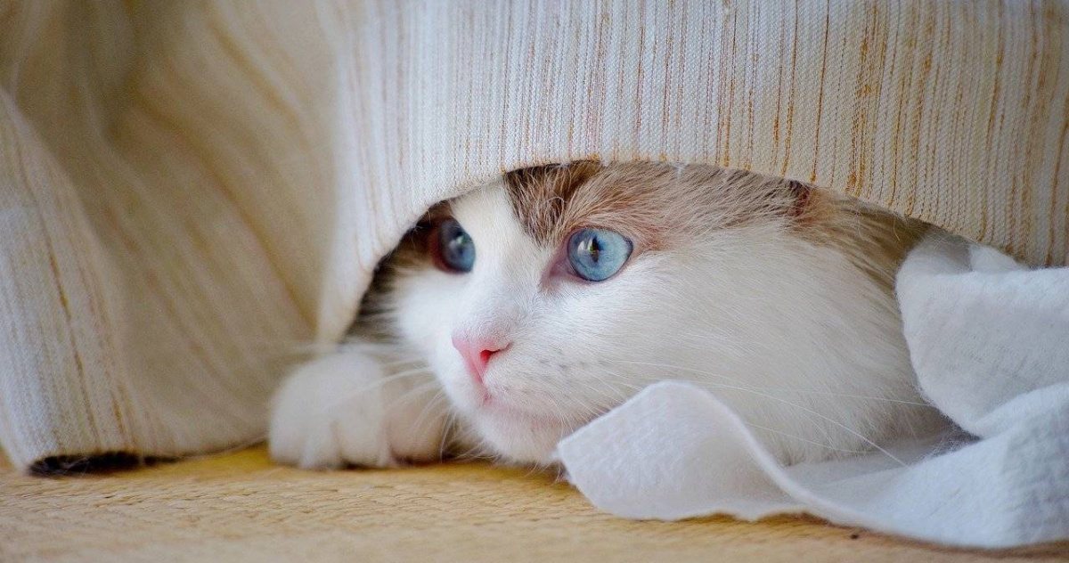 12生肖周運勢排行榜 屬羊者運勢提升、屬豬者愛情甜蜜 | 生活 | CTWANT