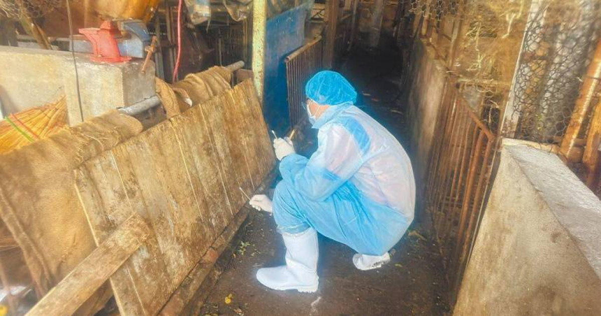 快訊／豬瘟爆發後王姓獸醫佐出境「隔空看診」 返抵台灣即遭檢調偵訊 | 生活 | CTWANT