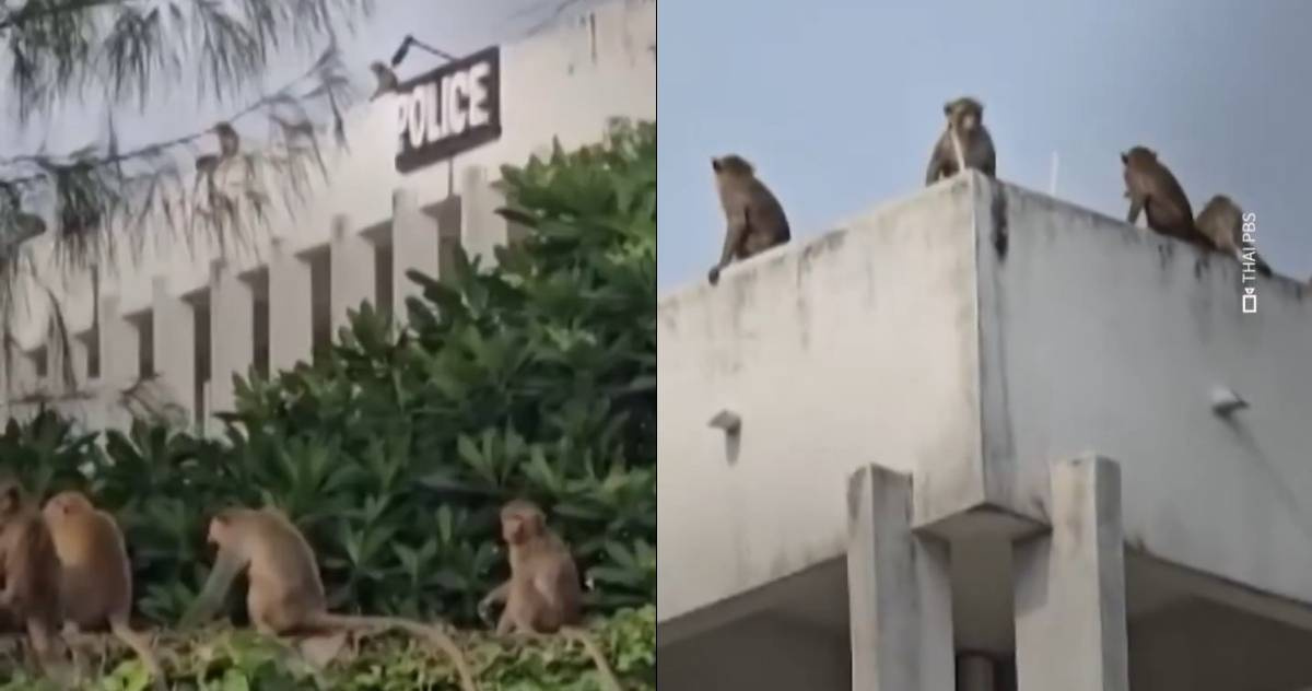 泰國200猴「集體越獄」逃離保護中心 大鬧民宅、警局！警方急關門自保 | 國際 | CTWANT