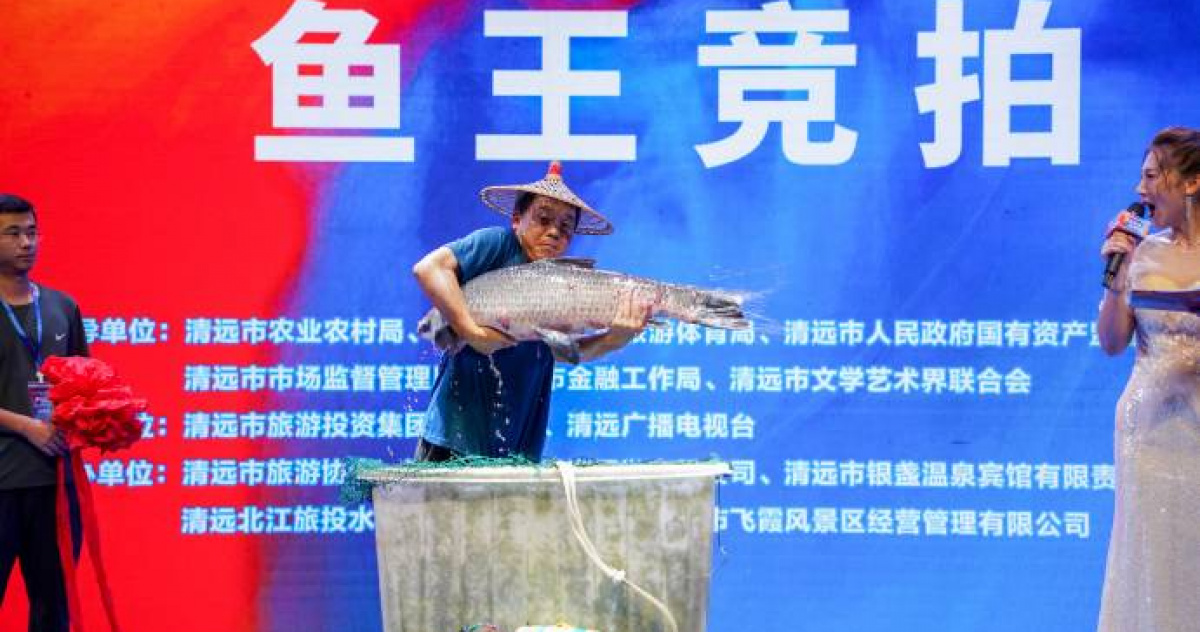 Fish King Auction: A Surprising 300,000 Yuan Bid for Black Anhui Fish ...