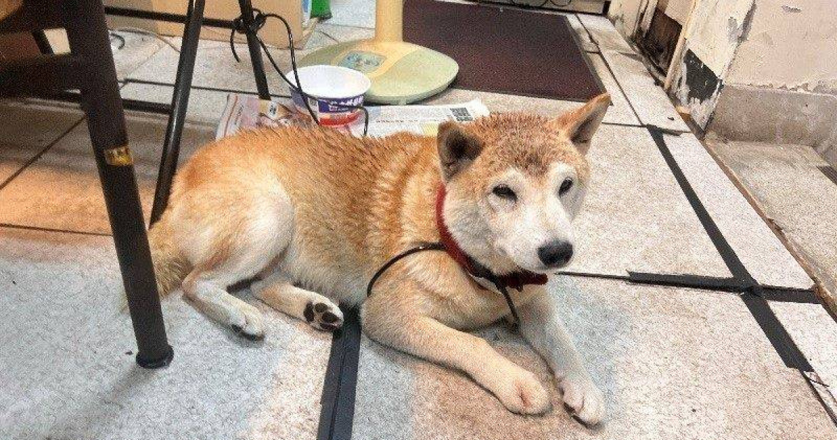 雷陣雨頻繁！狗狗被嚇到逃竄走失 動保處示警飼主：恐開罰3千 | 生活 | CTWANT