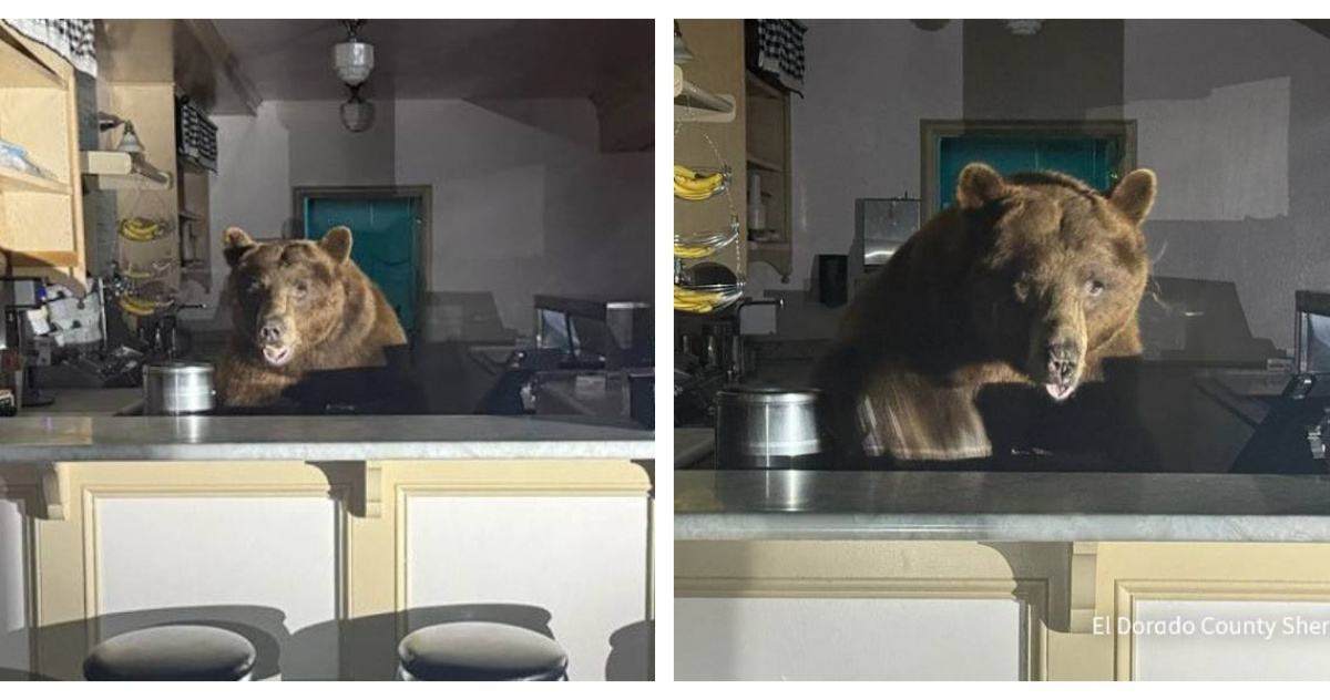 「甜食控」現形！棕熊硬闖冰淇淋店找甜點 警方笑稱：來應徵店員 | 生活 | CTWANT