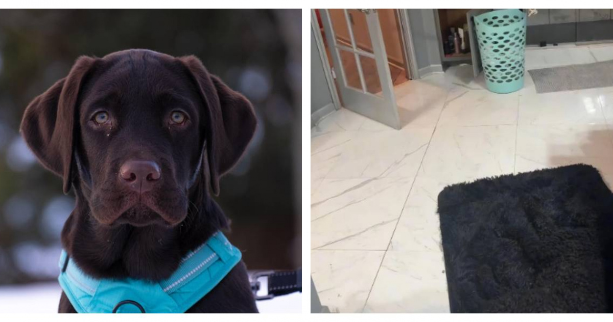 7秒內找出隱藏的狗才算高手！網路瘋傳視覺挑戰 難度讓不少網友直呼「太難了」 | 國際 | CTWANT