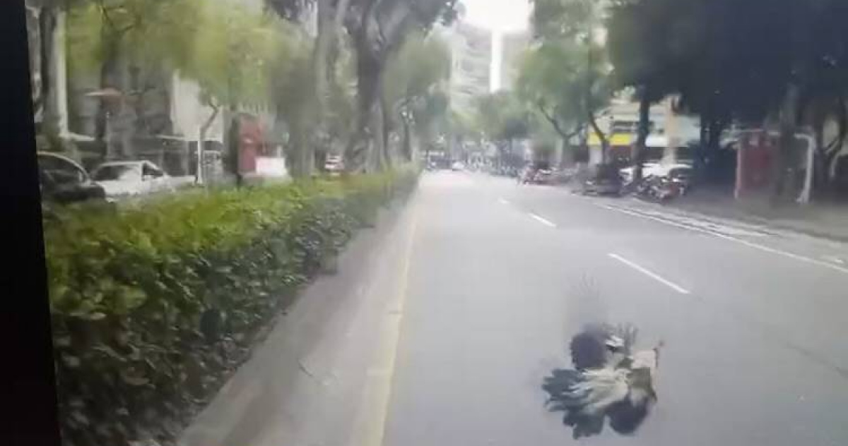 北市警民圍捕路上亂竄危「雞」 飼主最高罰600元 | 社會 | CTWANT