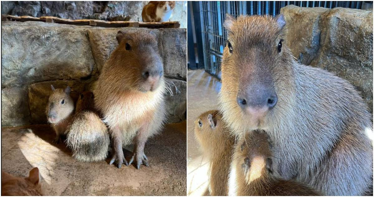 Escape of Capybara 'Iroha' Sparks Search in Nikko Metropolis Zoo - News Directory 3