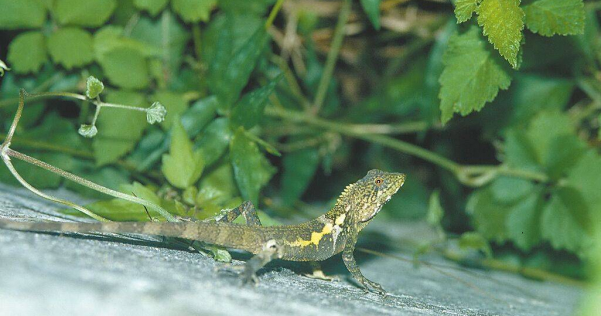 氣候變遷害棲地消失...海龜蛋驟減 蘭嶼蛇類改吃蜥蜴蛋 | 生活 | CTWANT