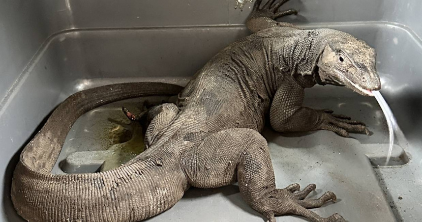 1m長黑澤巨蜥竄進竹北烤鴨店 「超高身價」多人自稱飼主！動保所發聲 | 生活 | CTWANT