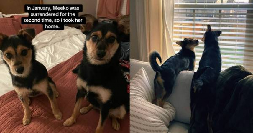 領養2隻流浪狗外型「超像雙胞胎」 主人驗DNA驚：真的是親姊妹 | 生活 | CTWANT